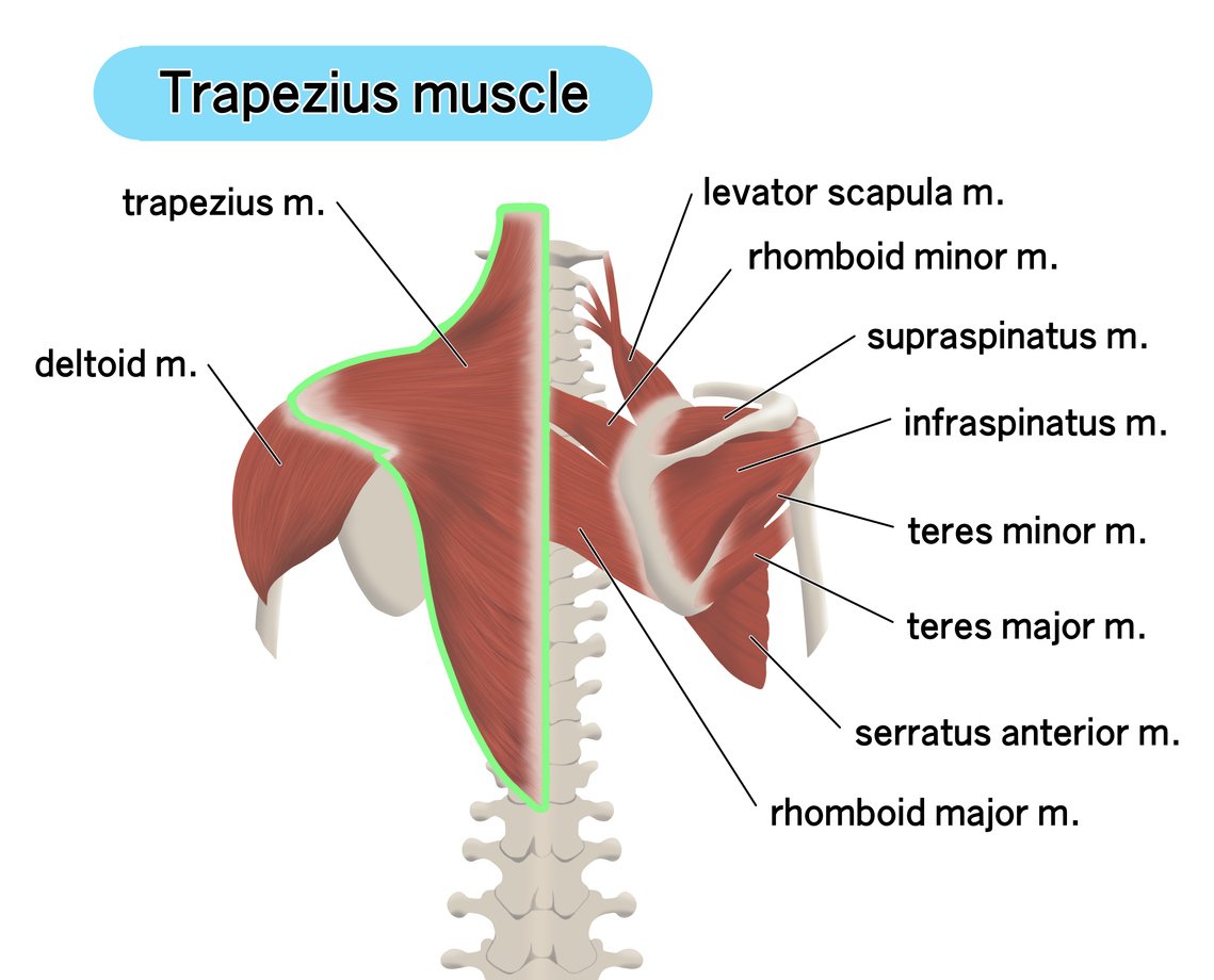 Understanding the Scapula’s Role in Shoulder Function